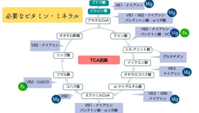 TCA回路 | 整体院CLOVER